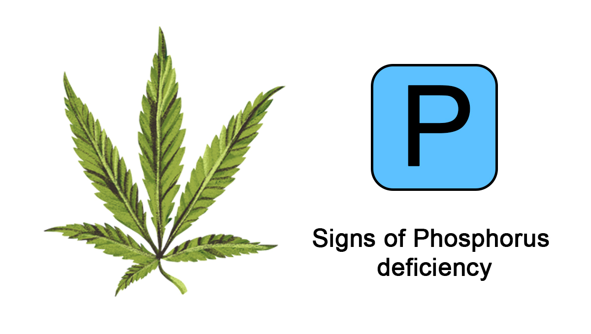 Different Types of Cannabis Plant Nutrient Deficiencies | Fast Buds
