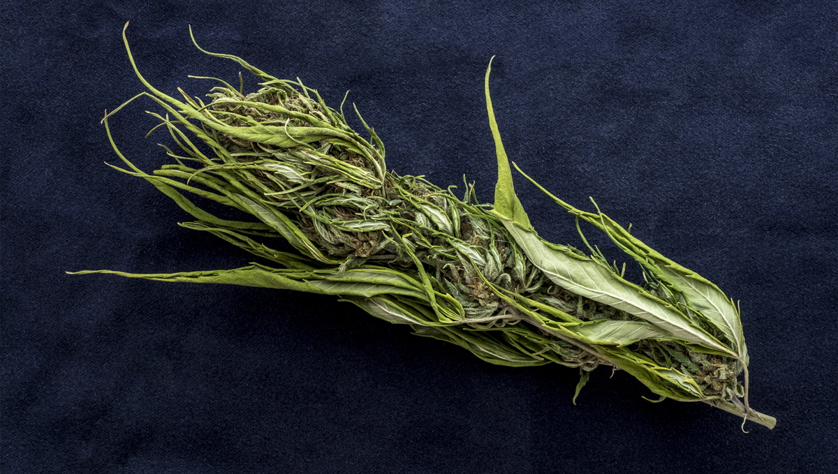 ¿Qué es Sinsemilla y qué significa? - Semillas de marihuana ...