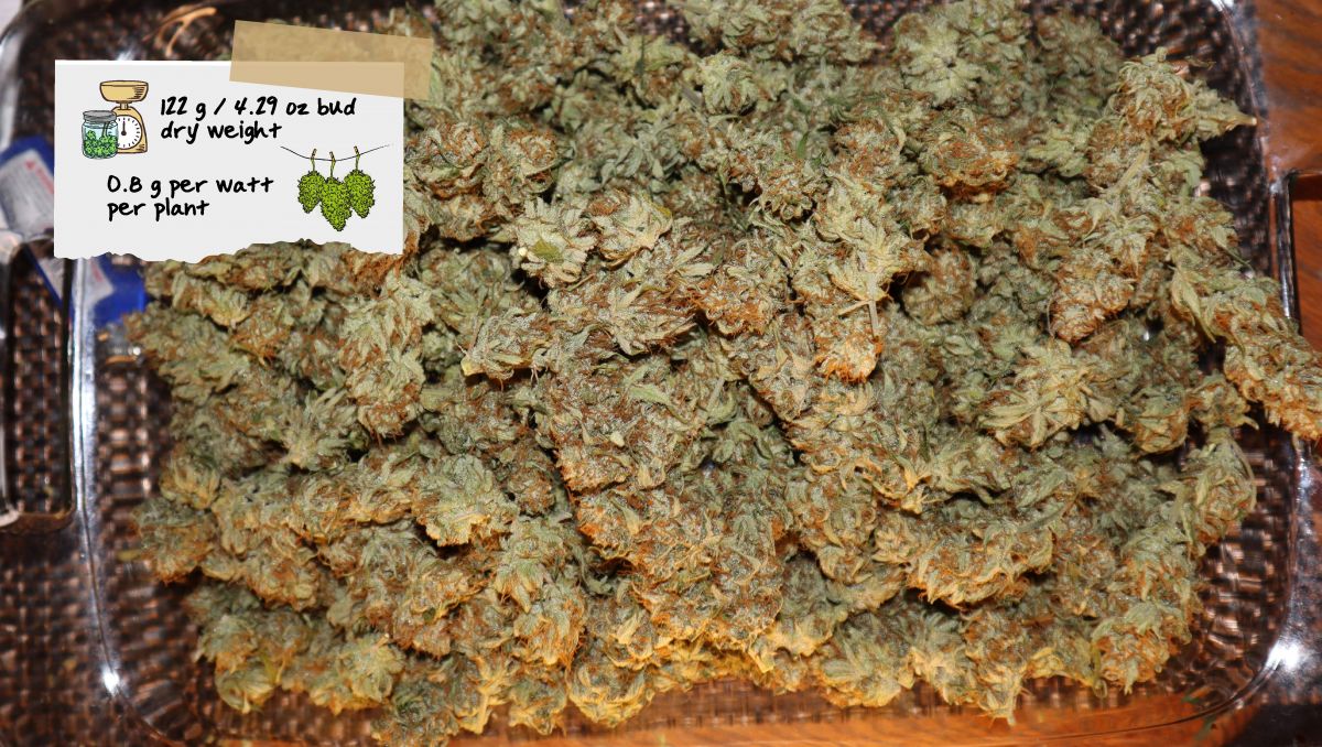Orange Sherbet Auto Cannabis Strain Week-by-Week Guide | Fast Buds