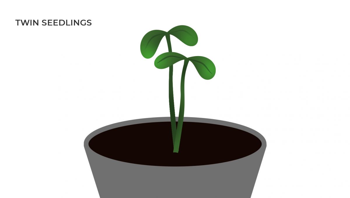 7 Common Cannabis Plant Mutations | Fast Buds