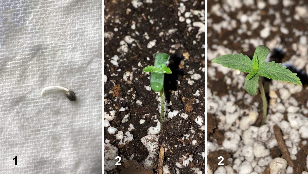 Northern Lights Auto Cannabis Strain Week-by-Week Guide | Fast Buds
