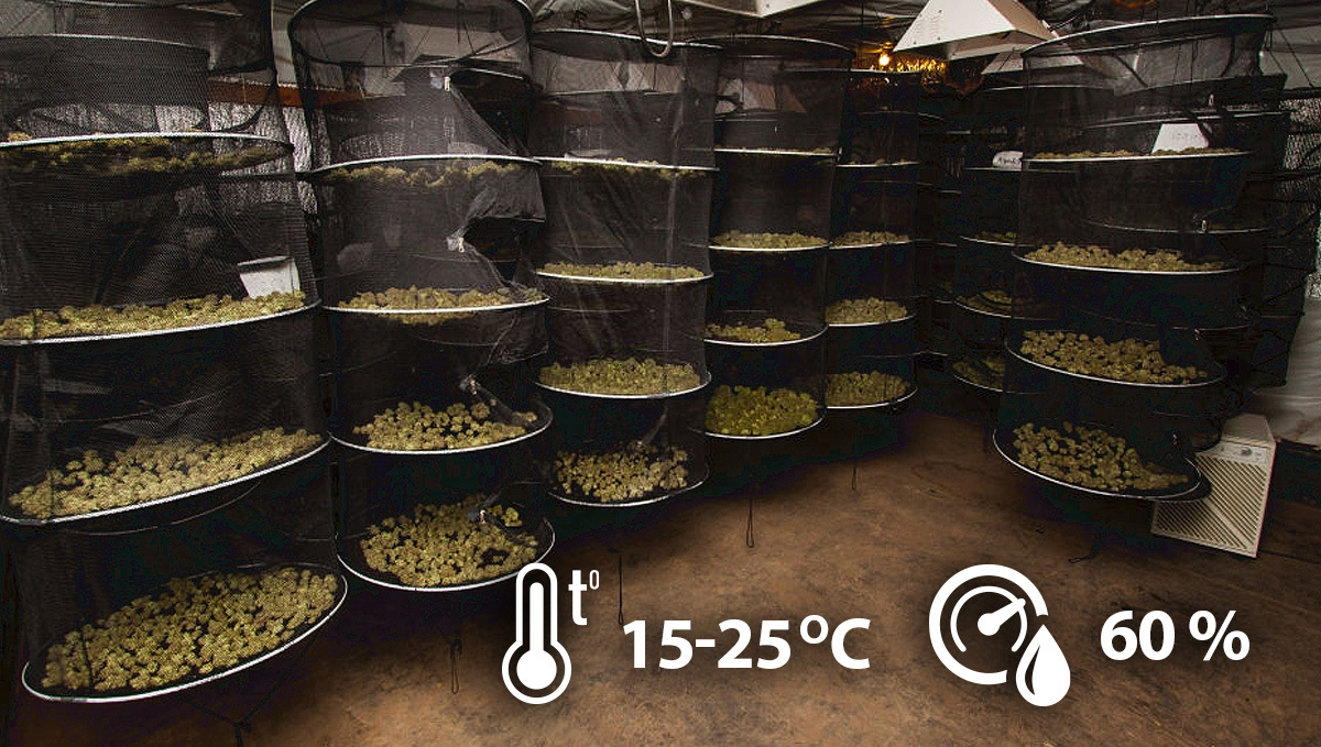 The Main Causes Of Bud Rot When Growing Cannabis | Fast Buds