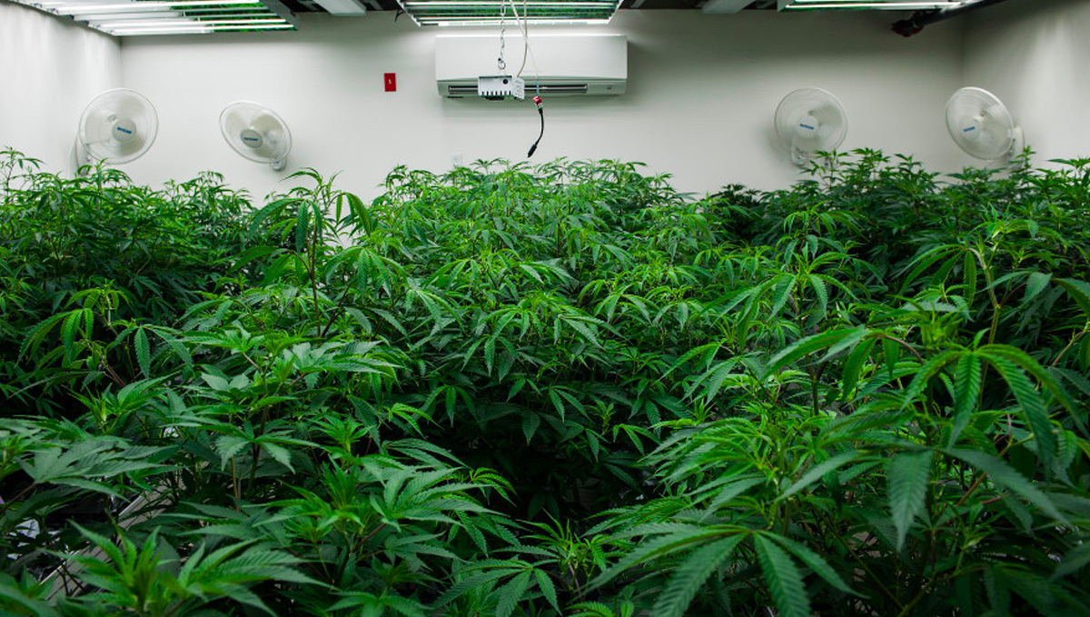 SCROG vs SOG: What Is Better For Your Autoflowers? | Fast Buds