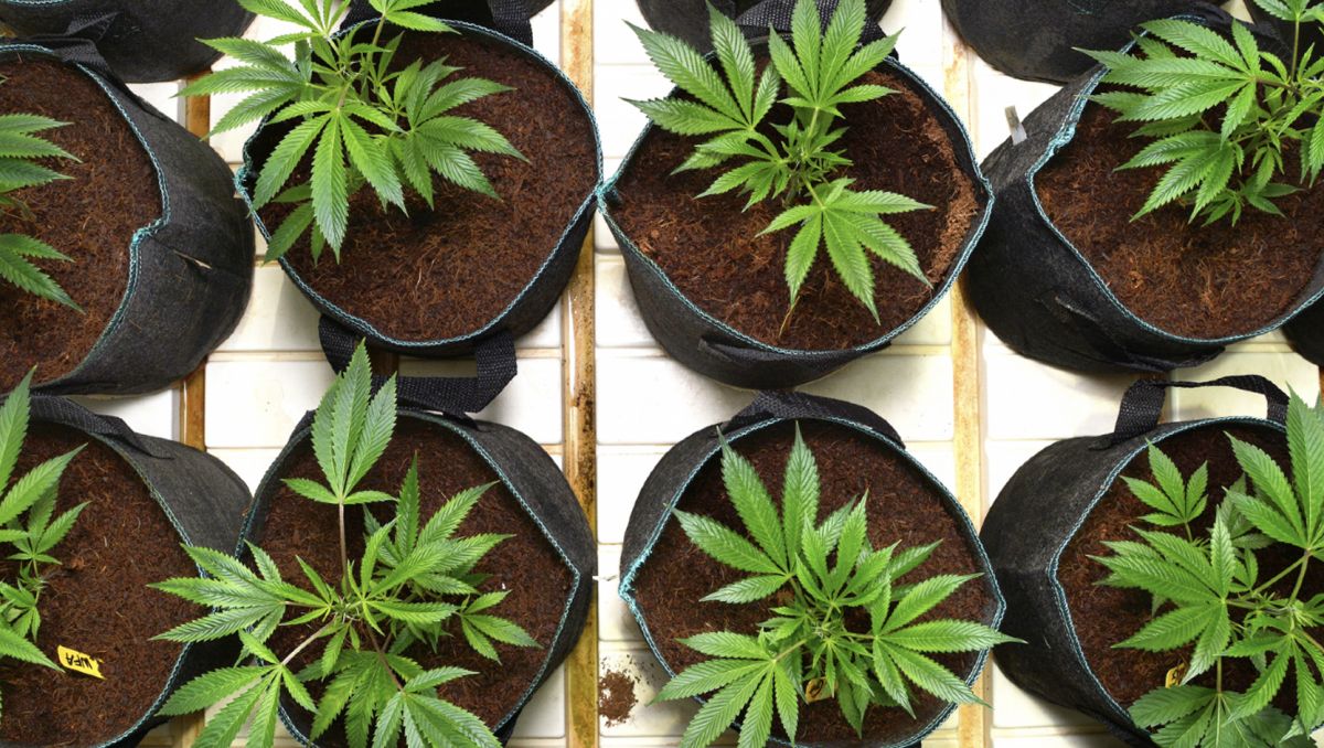 Remo Nutrients Feeding Chart | Usage Guide | Fast Buds