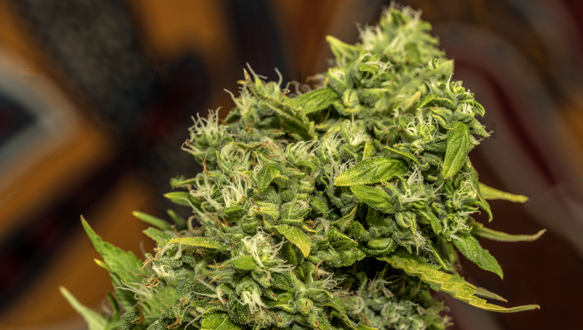 AK Auto Cannabis Strain Week-by-Week Guide | Fast Buds