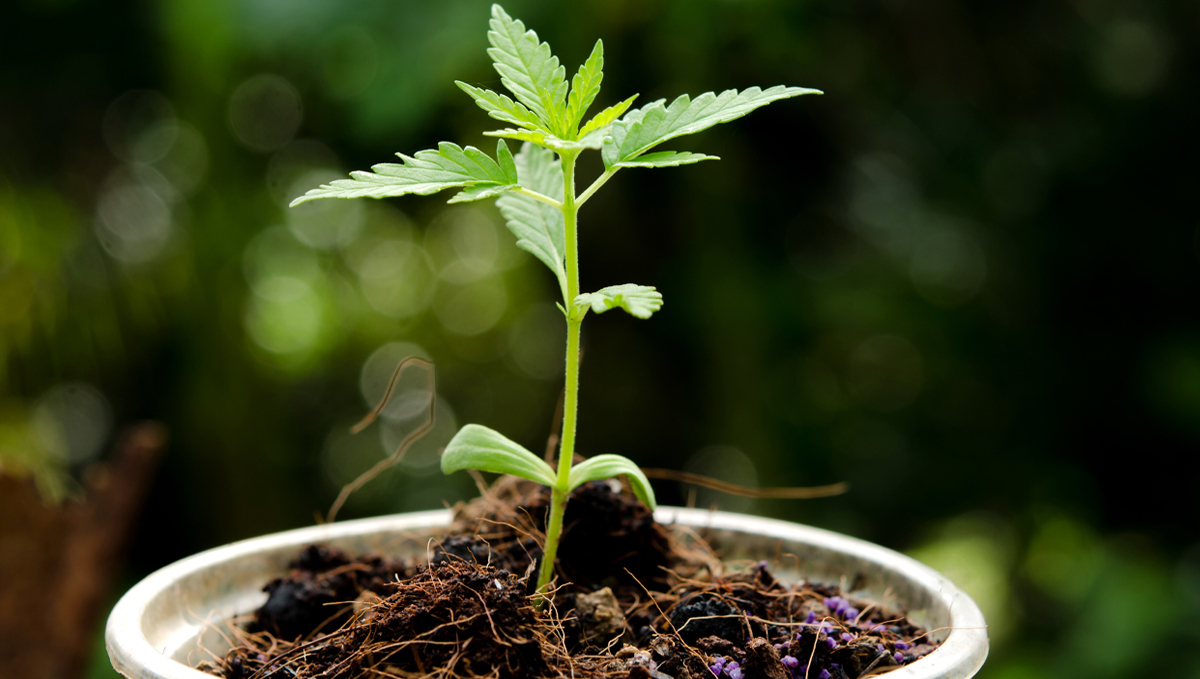 Shogun Feeding Chart | Usage Guide | Fast Buds