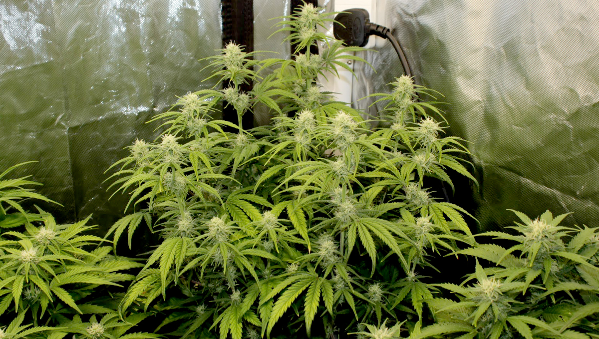 Northern Lights Auto Cannabis Strain Week-by-Week Guide | Fast Buds
