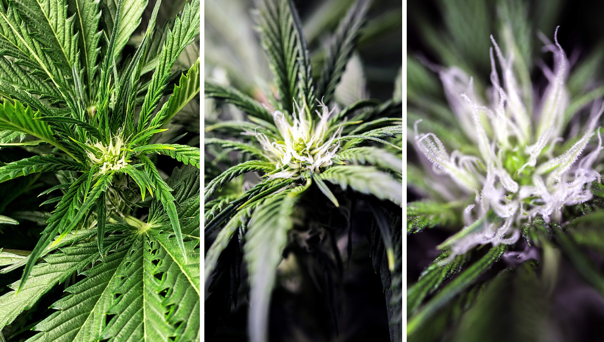 How To Tell When Autoflower Is Flowering: Week-by-Week Grow | Fast Buds