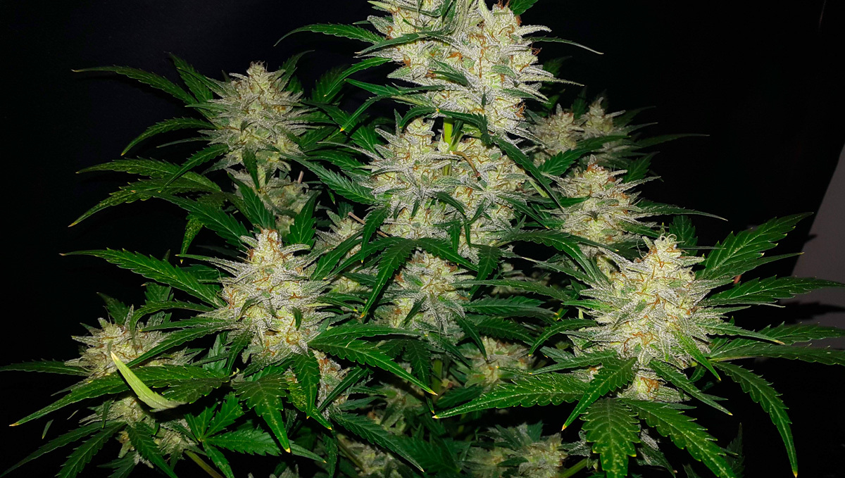 Strain History: Sour Diesel | Fast Buds