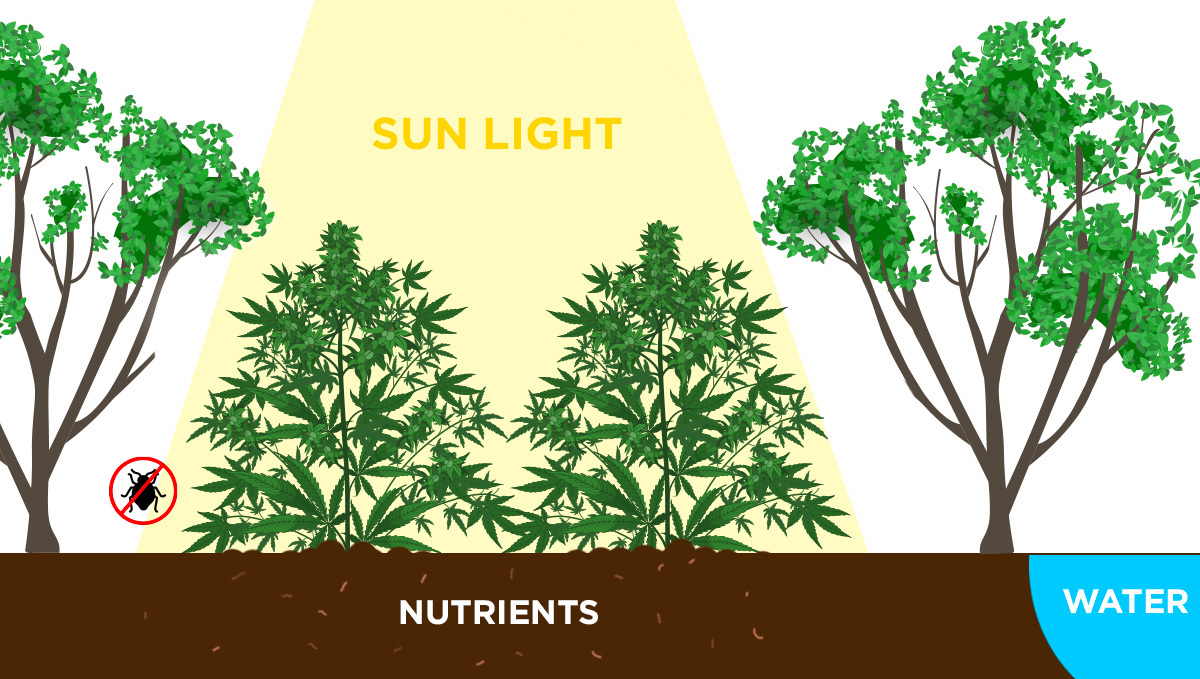 Growing Cannabis Outdoors: Guerilla Growing | Fast Buds