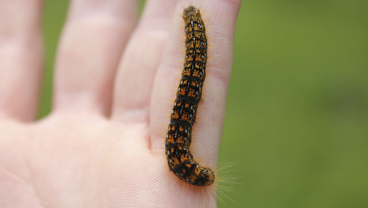 Most Common Pests in Cannabis: Caterpillars | Fast Buds