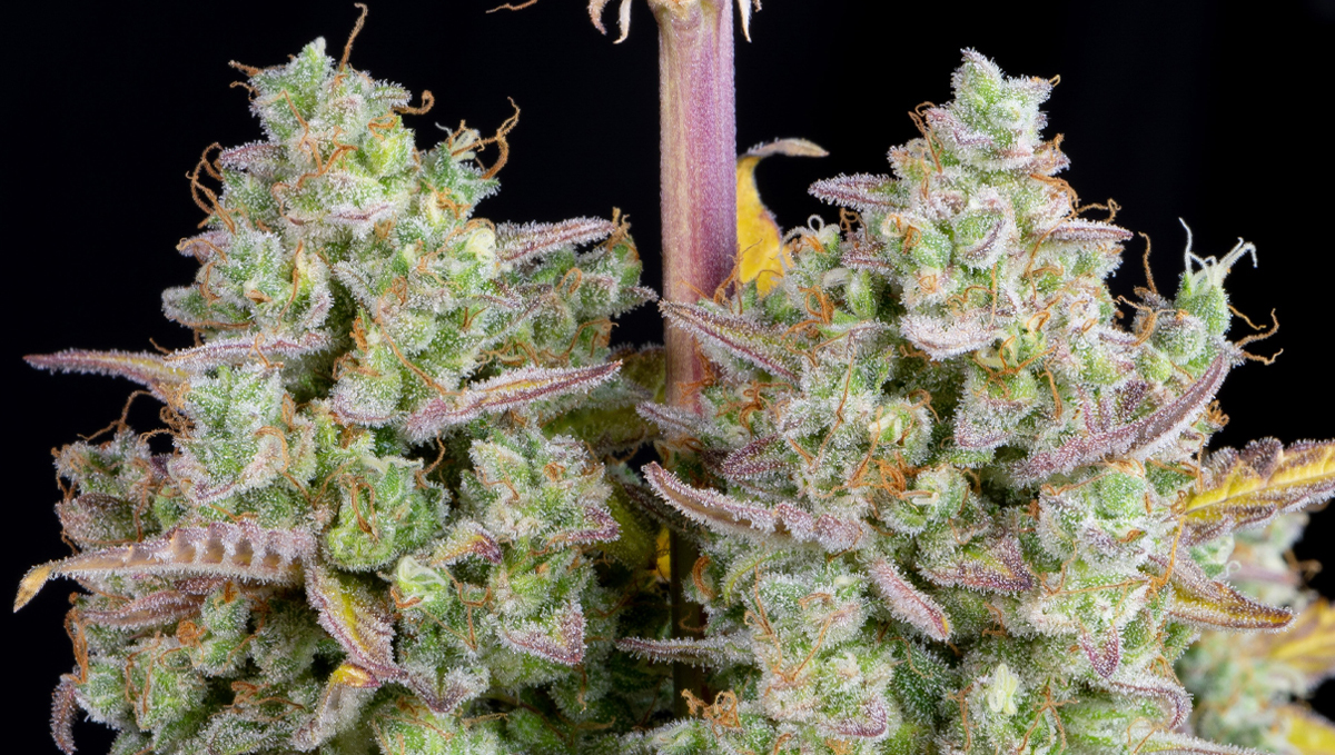Wedding Cheesecake Auto Cannabis Strain Week-by-Week Guide | Fast Buds
