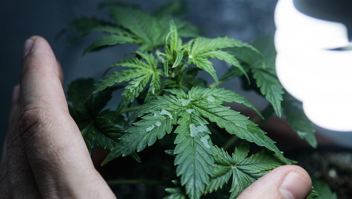 Best Light Schedule For Cannabis In The Flowering Stage | Fast Buds