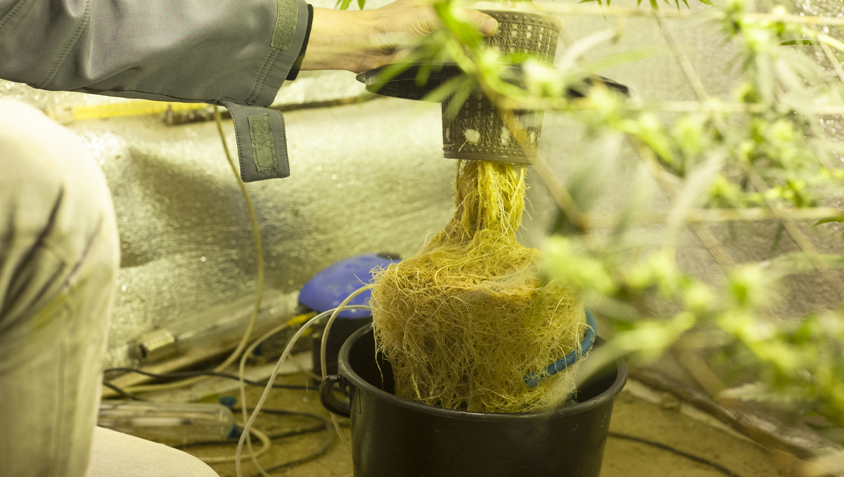 Shogun Feeding Chart | Usage Guide | Fast Buds