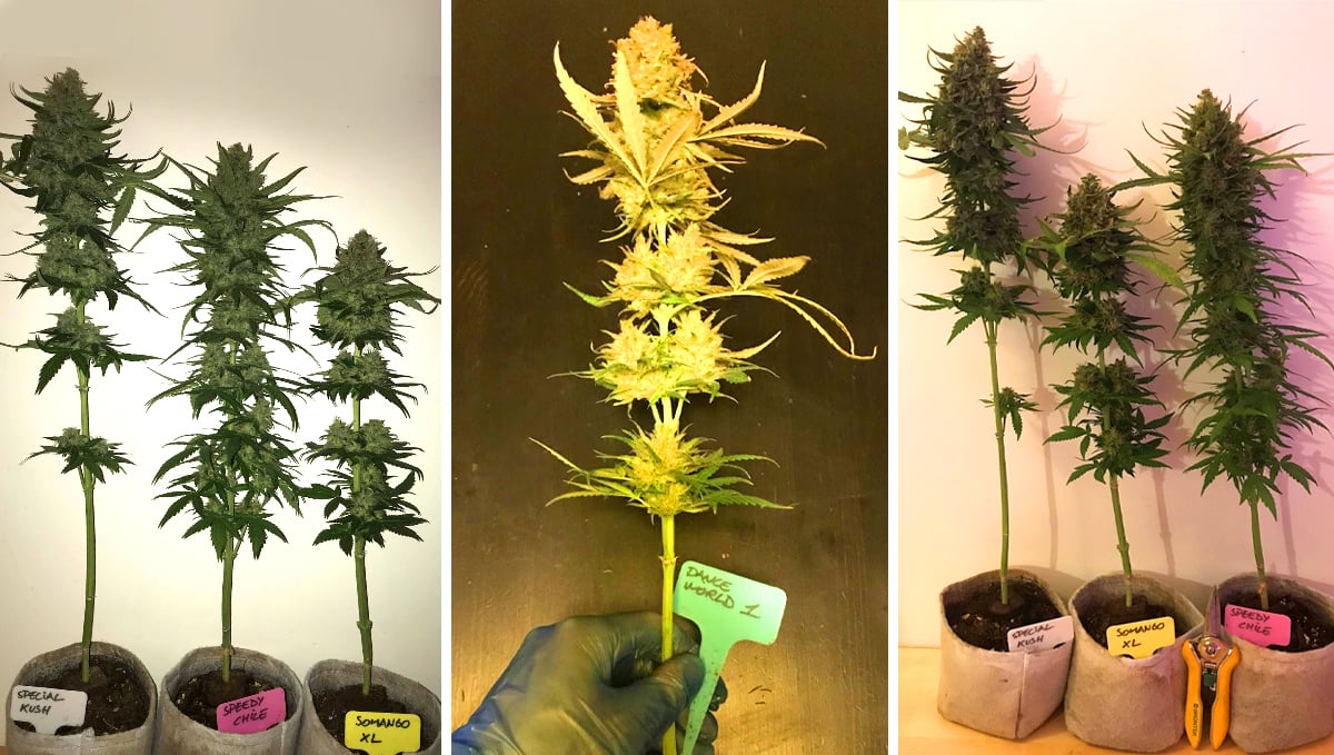 Lollipopping Cannabis Plant Technique For Bigger Buds Fast Buds
