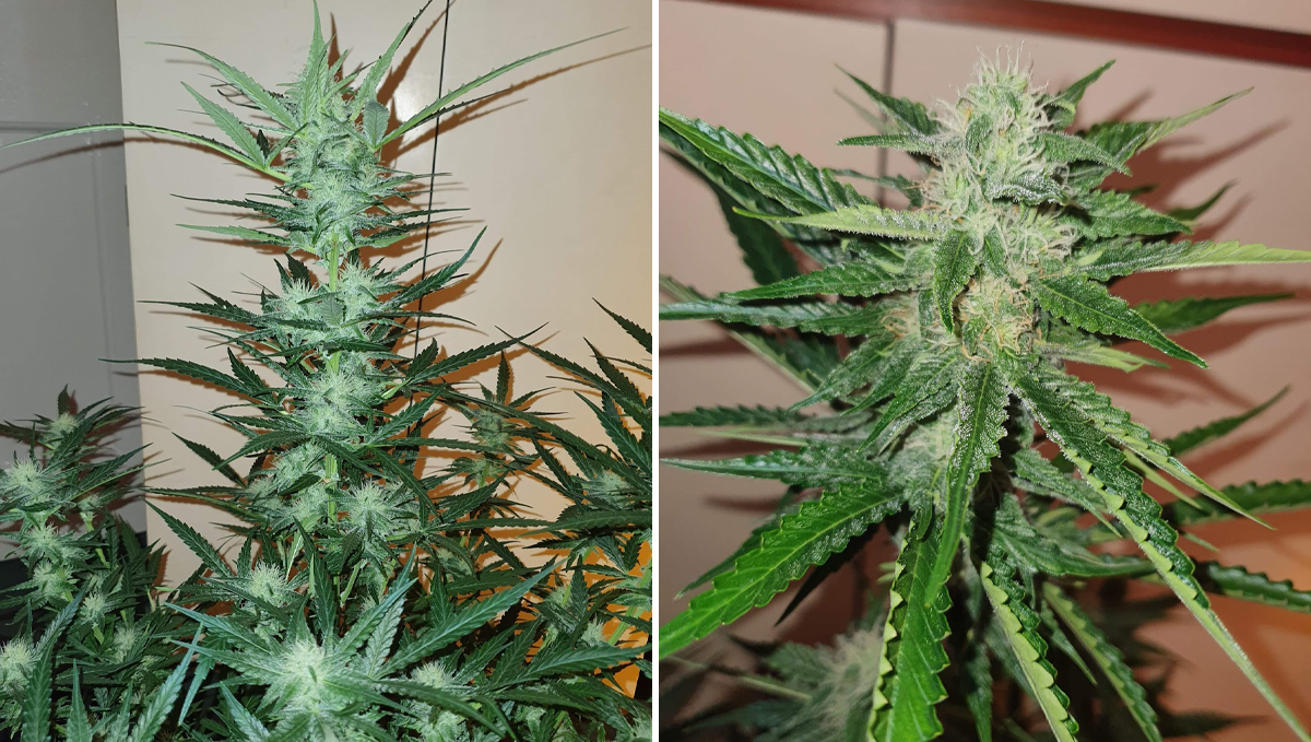 Cheese Auto Cannabis Strain Week-by-Week Guide | Fast Buds