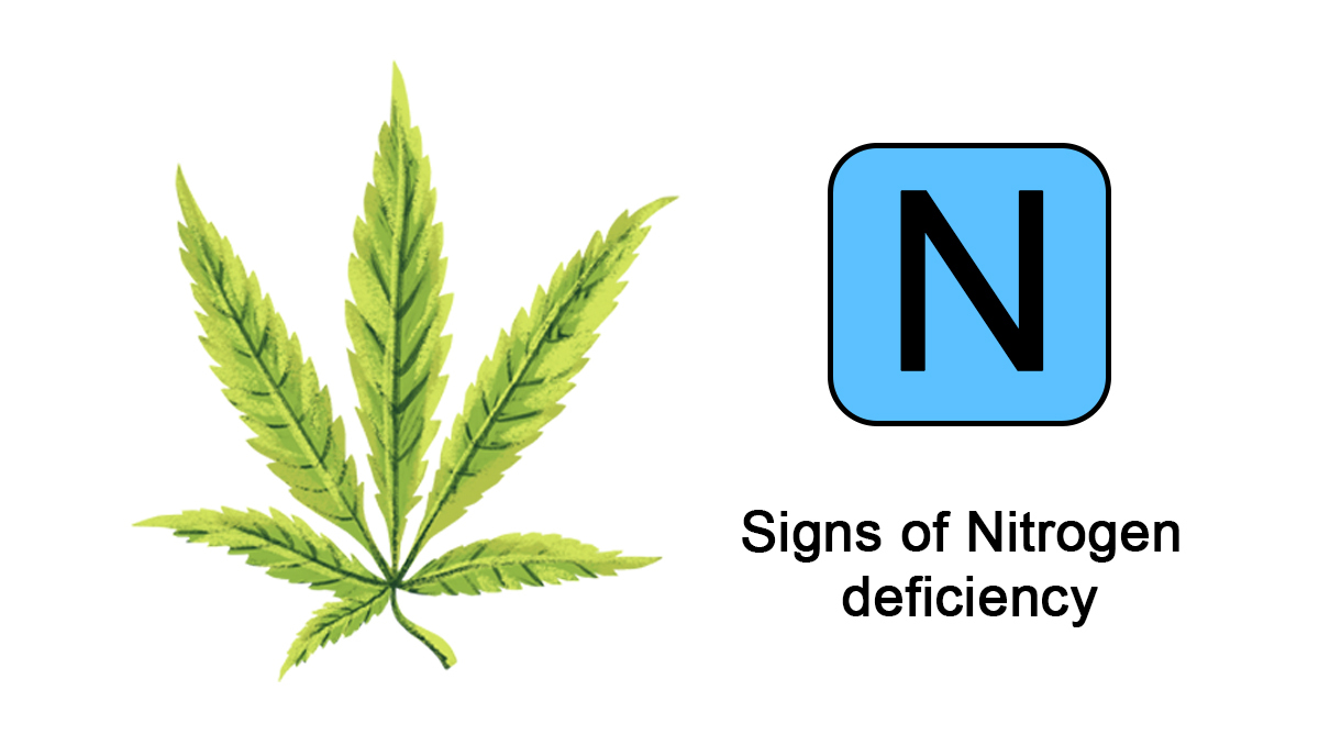 Different Types of Cannabis Plant Nutrient Deficiencies | Fast Buds