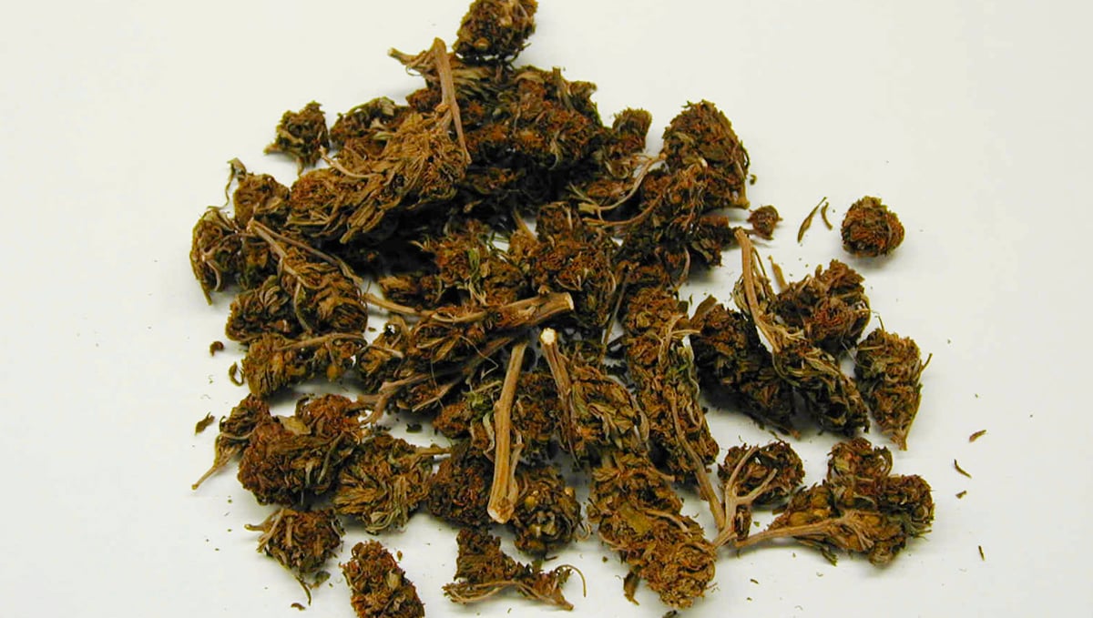 Wie man den Unterschied zwischen guten und schlechten Cannabis Buds ...