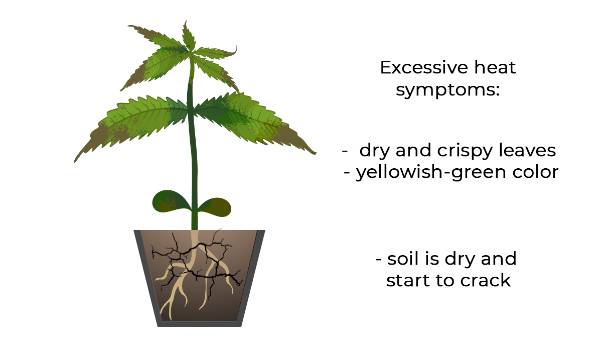 Common Cannabis Seedling Problems and How To Fix Them | Fast Buds