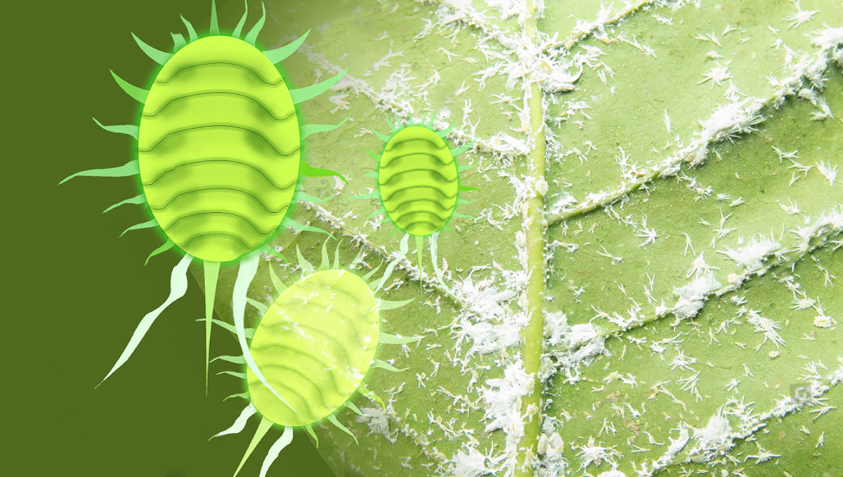 Most Common Pests In Cannabis: Mealy Bugs | Fast Buds