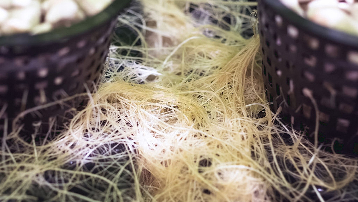 Cannabis Roots: All You Need To Know | Fast Buds