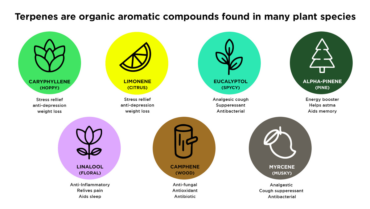 What is Humulene and What Does it Do? | Fast Buds