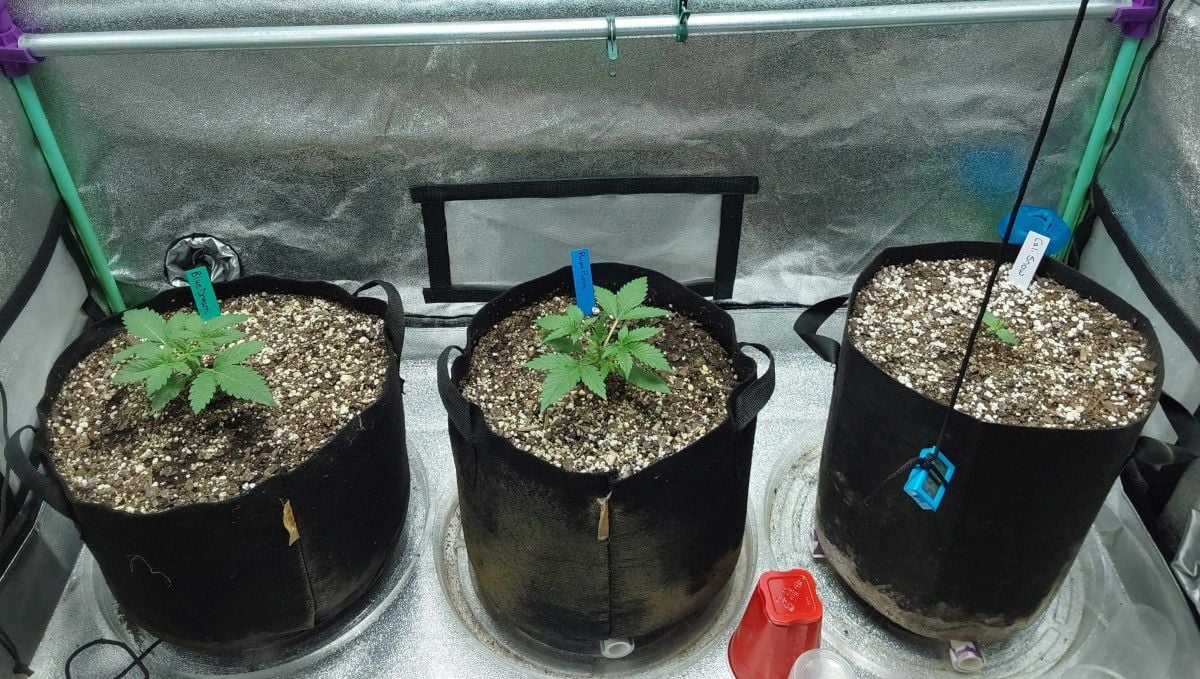 Blue Dream Auto Cannabis Strain Week-by-Week Guide | Fast Buds