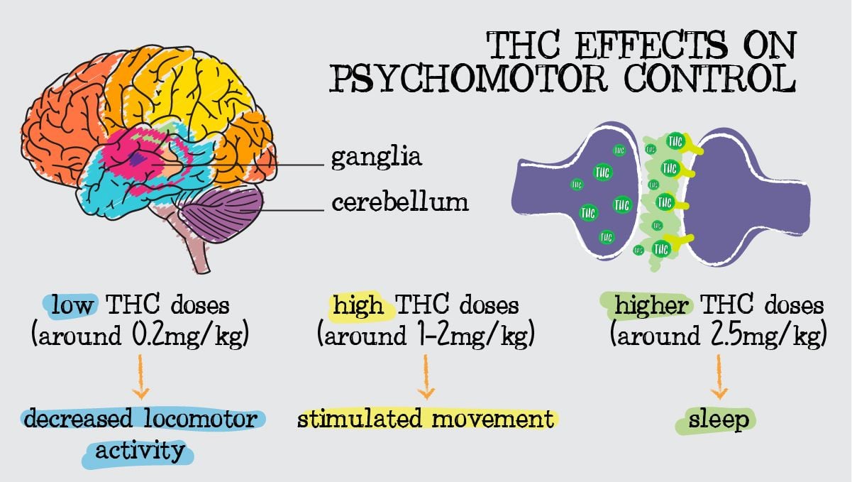 THC Effects On Your Brain and Nervous System | Fast Buds