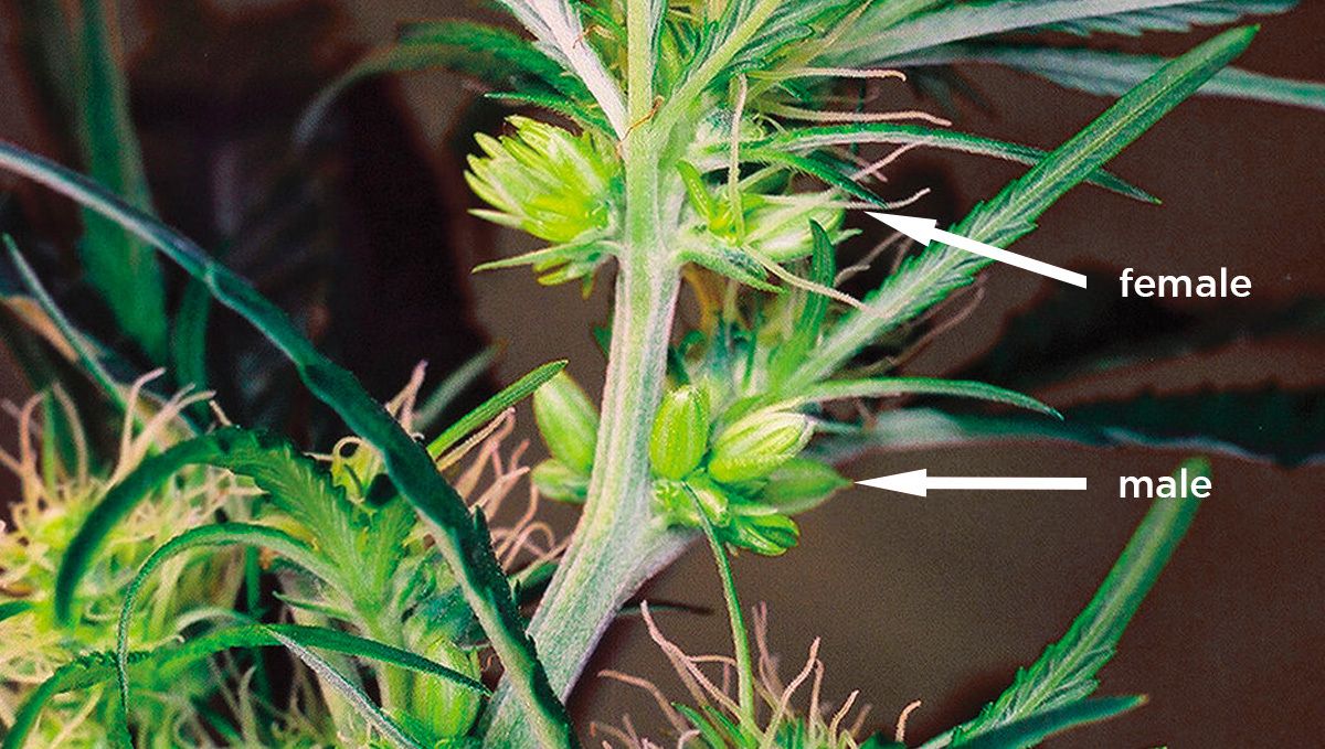 7 Common Cannabis Plant Mutations | Fast Buds
