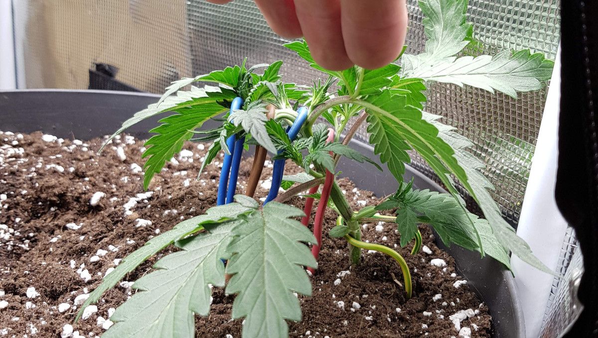 Bubba Kush Auto Cannabis Strain Week-by-Week Guide | Fast Buds
