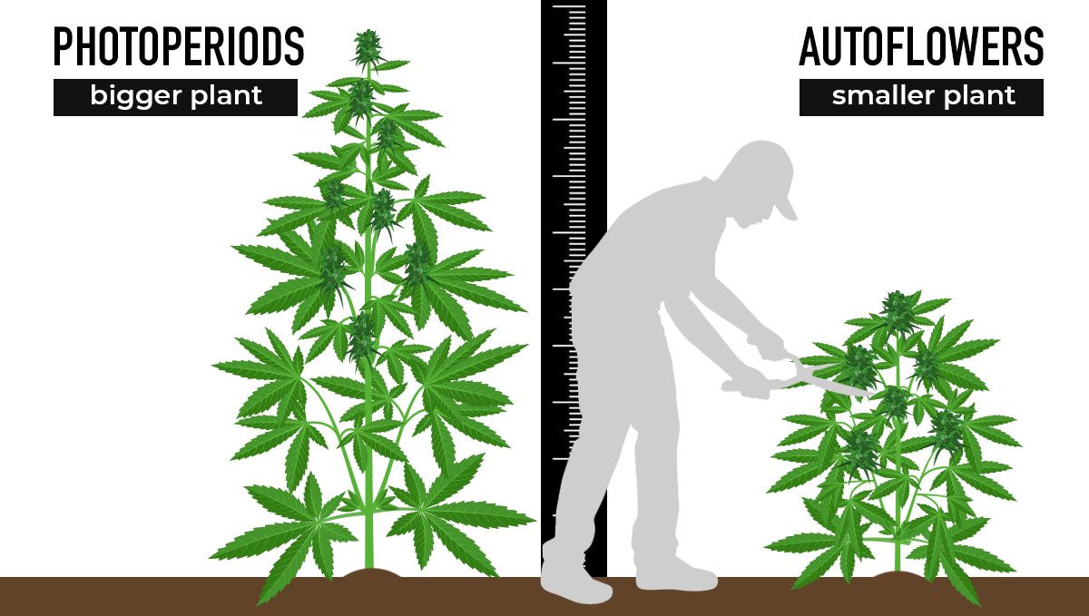 Why Should Beginners Grow Autoflowers? | Fast Buds