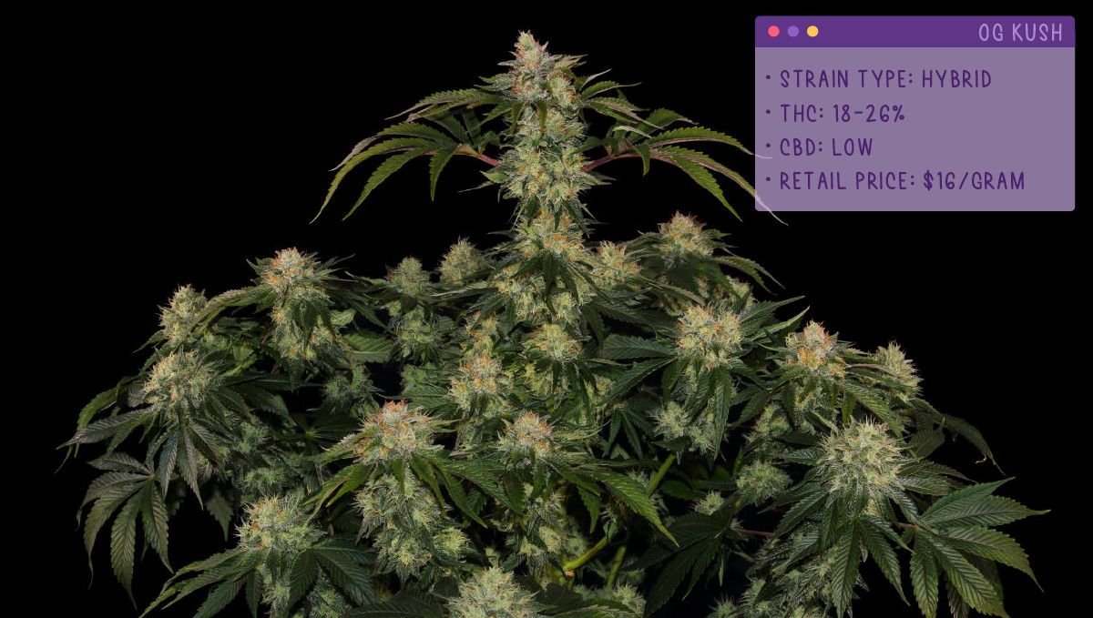 22 Best Weed Strains to Try in 2022 | Fast Buds