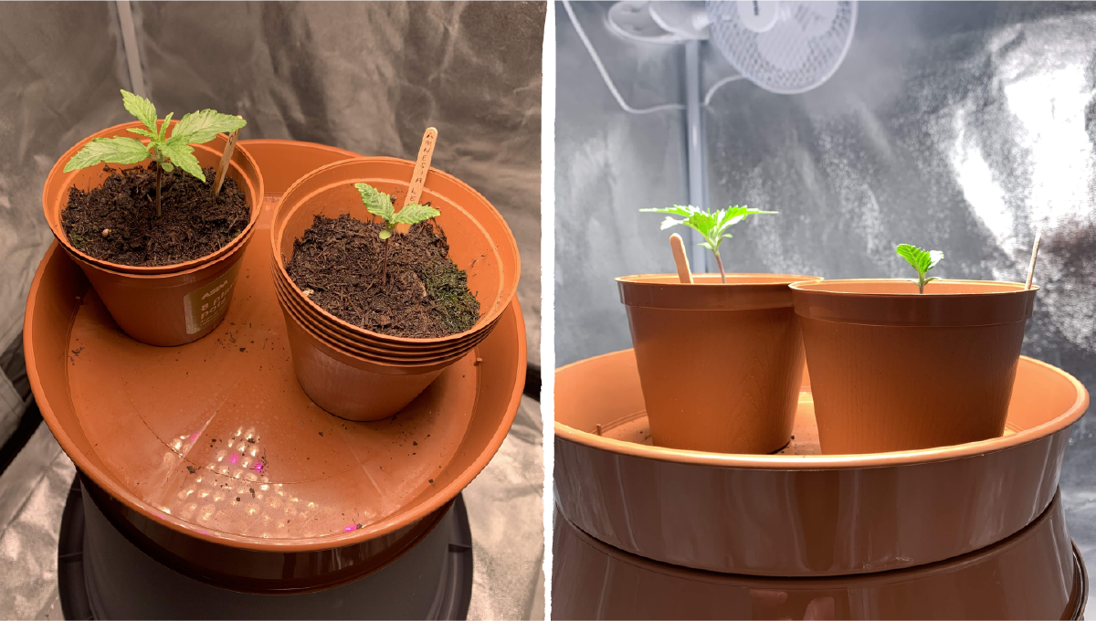 Acapulco Gold Cannabis Strain Week-by-Week Guide | Fast Buds