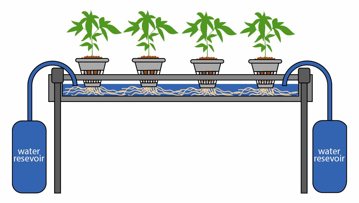 How to Grow Autoflowering Cannabis Plants in a Hydroponic Setup | Fast Buds