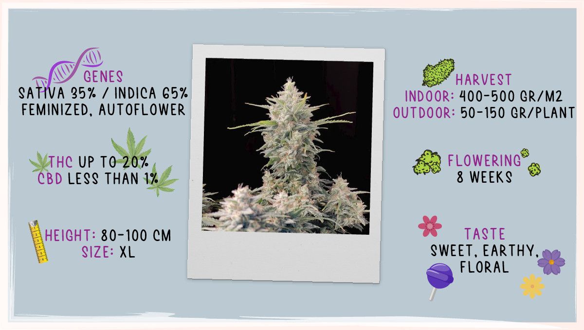 Skunk Auto Cannabis Strain Week-by-Week Guide | Fast Buds