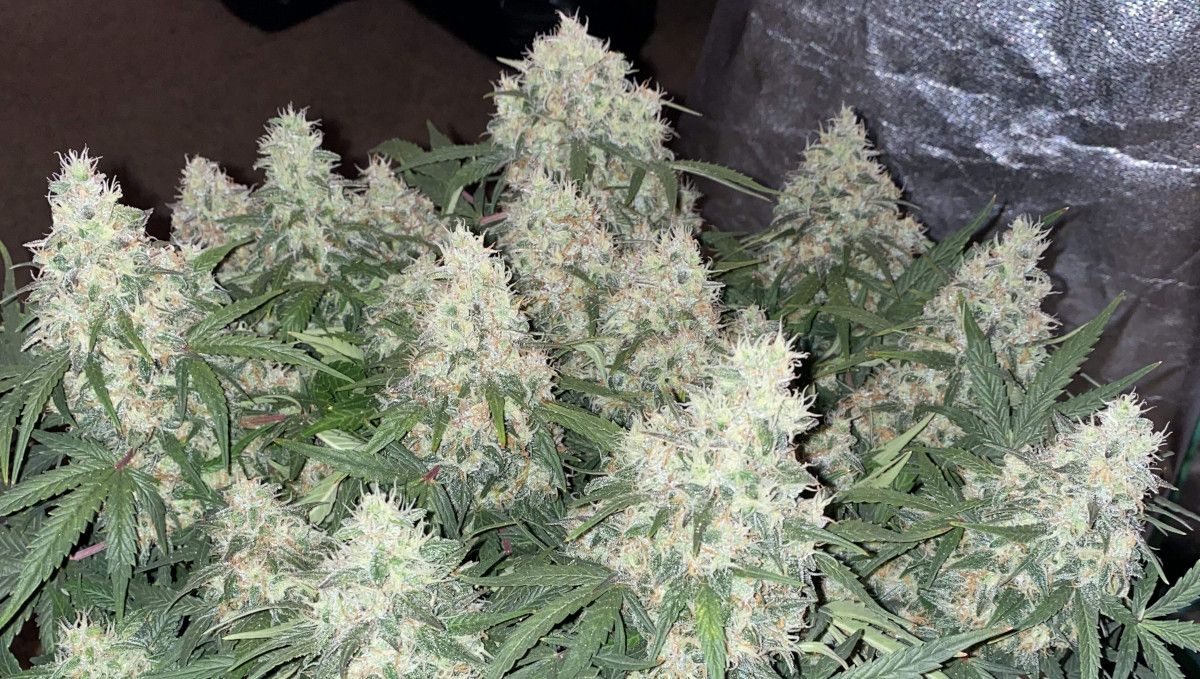 Skunk Auto Cannabis Strain Week-by-Week Guide | Fast Buds
