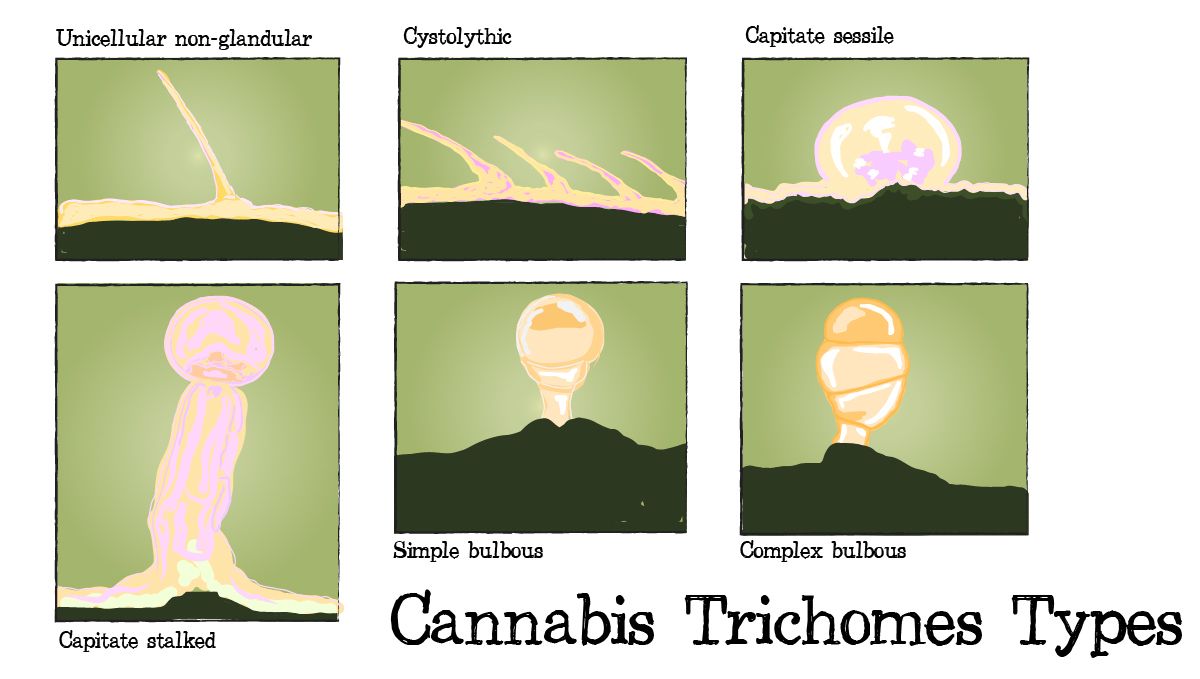 Cannabis Plants Anatomy: From Seeds To Buds | Fast Buds