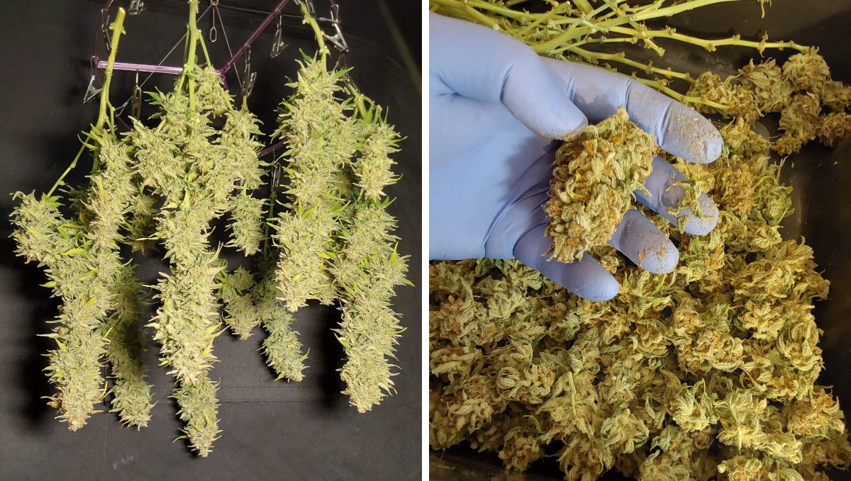 Blue Dream Auto Cannabis Strain Week-by-Week Guide | Fast Buds