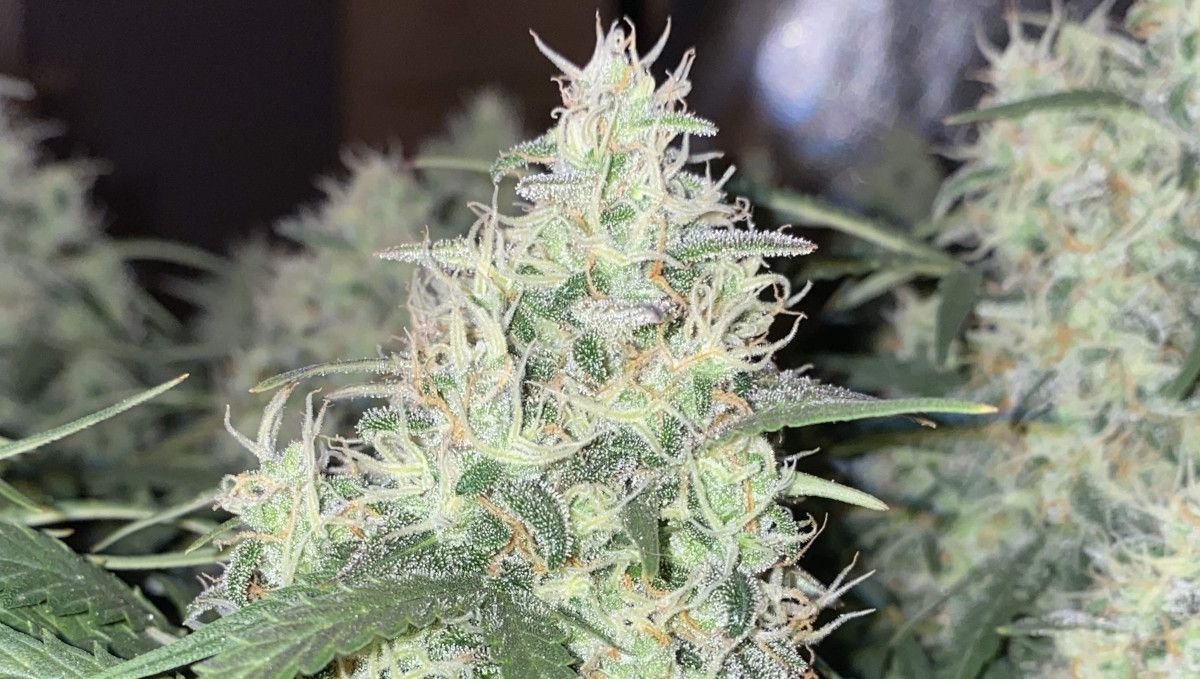 Skunk Auto Woche für Woche - Anleitung - Fast Buds Autoflowering Hanfsamen