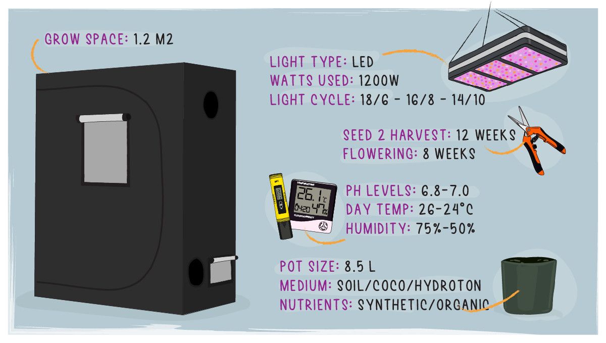 Tangie Auto Cannabis Strain Week-by-Week Guide | Fast Buds