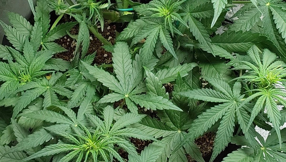 Blue Dream Auto Cannabis Strain Week-by-Week Guide | Fast Buds