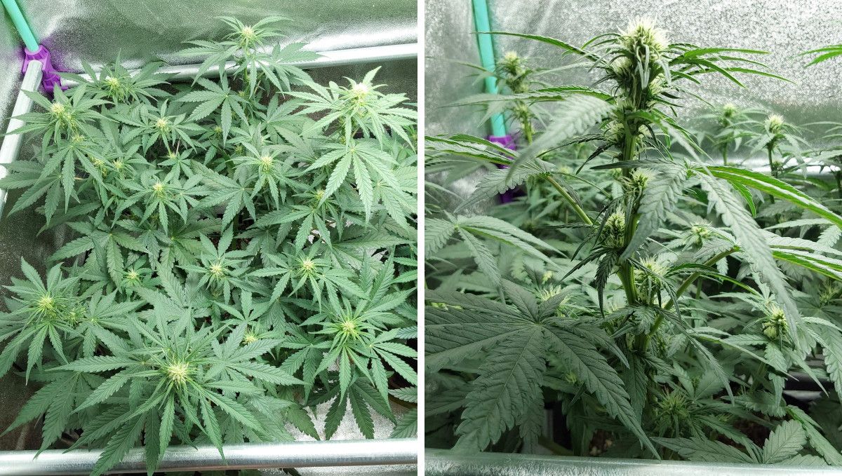 Blue Dream Auto Cannabis Strain Week-by-Week Guide | Fast Buds