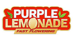 Buy Purple Lemonade FF Cannabis Seeds | Fast Buds