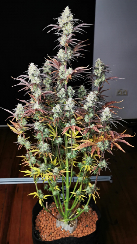 Buy Mimosa Cake Auto Cannabis Seeds | Fast Buds