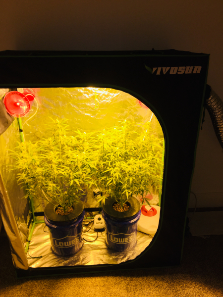 Girl Scout Cookies Auto Cannabis Seeds – Buy GSC Weed Strain | Fast Buds