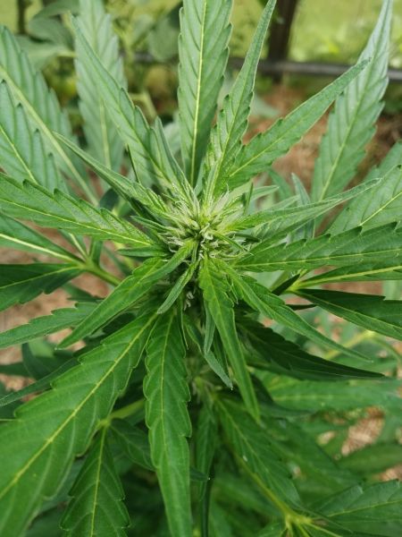 Girl Scout Cookies Auto Cannabis Seeds – Buy GSC Weed Strain | Fast Buds