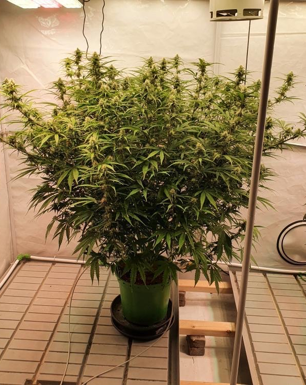 Trainwreck Auto Cannabis Seeds – Buy Trainwreck Strain | Fast Buds