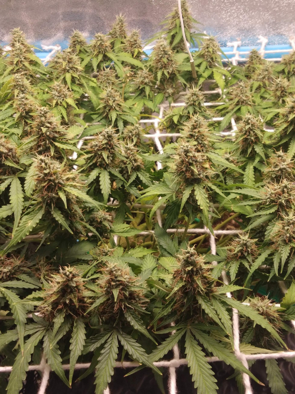 Green Crack Auto Cannabis Seeds – Buy Green Crack Weed Strain | Fast Buds