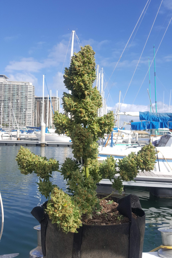 Girl Scout Cookies Auto Cannabis Seeds – Buy GSC Weed Strain | Fast Buds