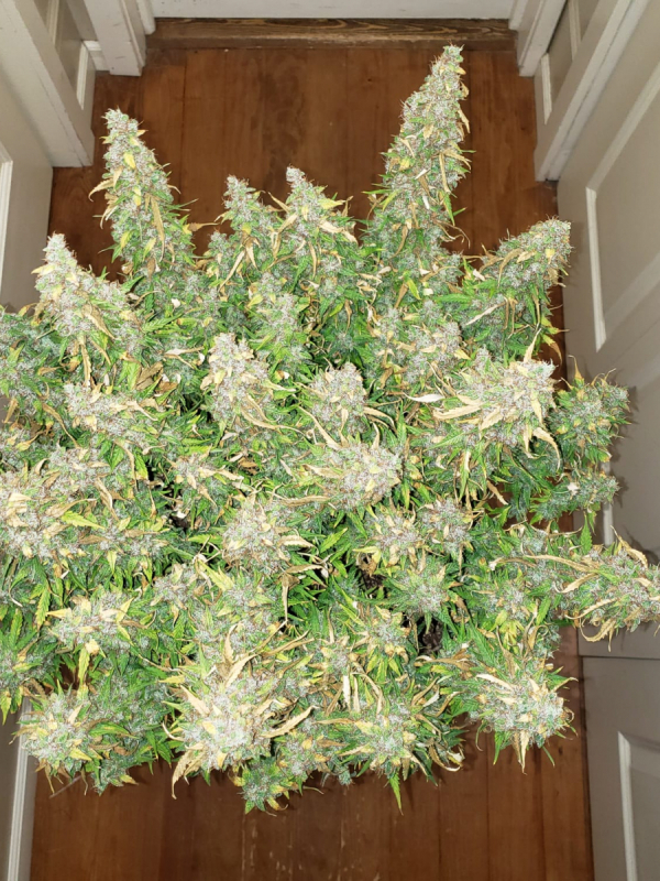 Critical Auto Seeds – Buy Critical Weed Strain | Fast Buds